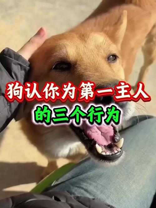 狗狗认主人的表现图标