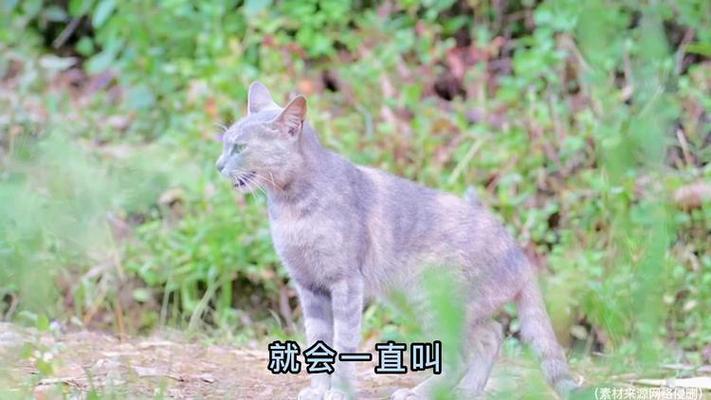 母猫一直叫图标