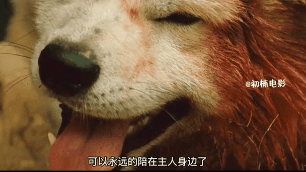 星守之犬讲的什么故事截图