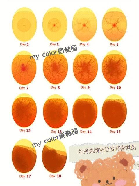 嘟嘟鸟蛋如何孵化迷你世界图标