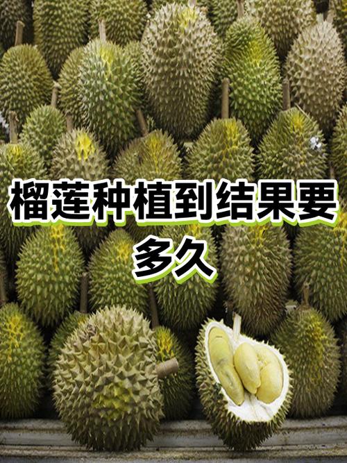 十大品种的榴莲图标