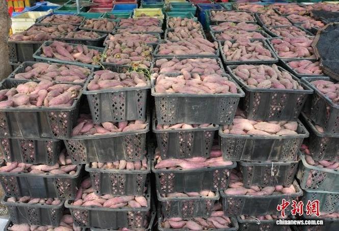 地瓜能量截图