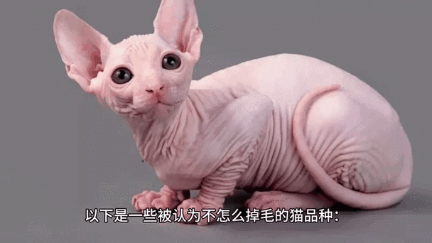 养什么猫咪最乖最温顺又不掉毛截图