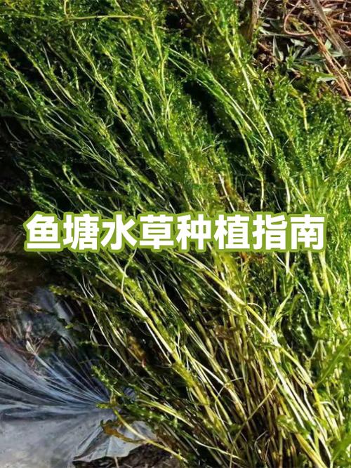 鱼塘种什么草图标