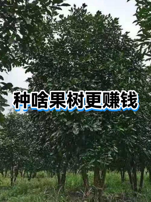 种果树赚钱吗图标