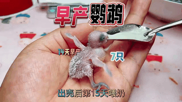 虎皮鹦鹉饲养图标