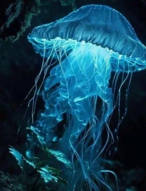 水母水母图标