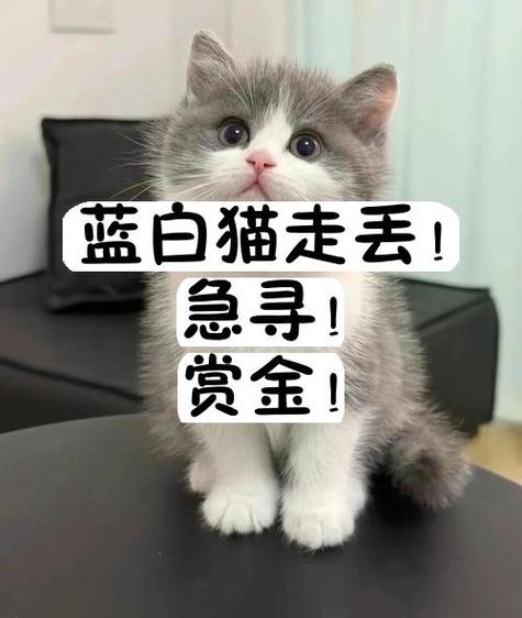 猫一般走丢几天就彻底丢了截图