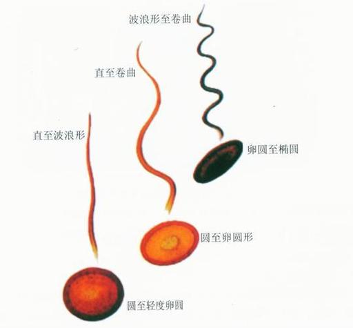 黑素小体图标