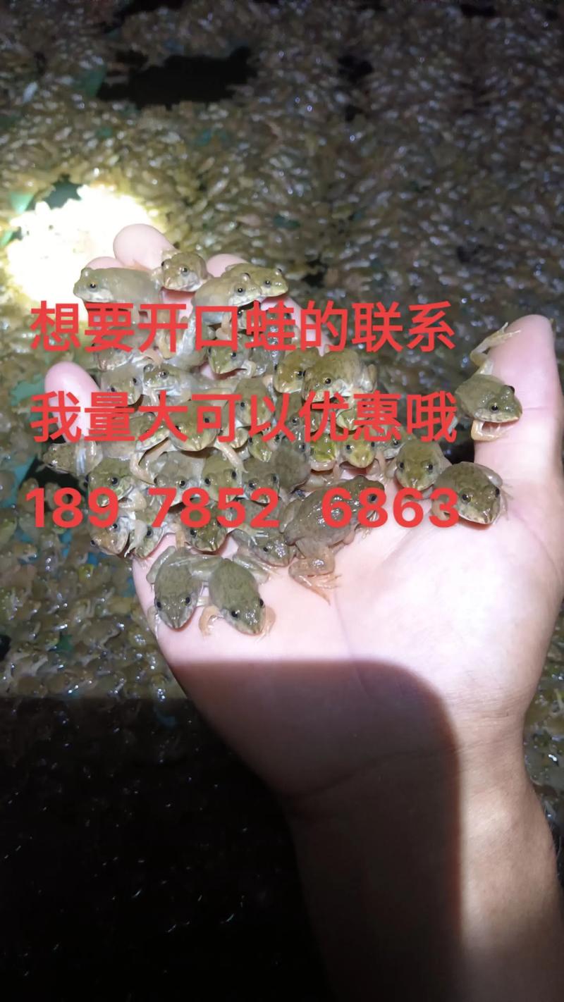 泰拉瑞亚青蛙脚蹼