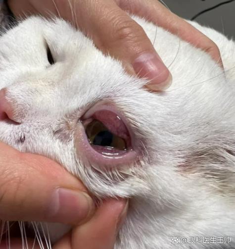 猫星状病毒感染截图