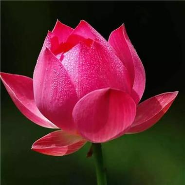 qq头像小花挂件图标