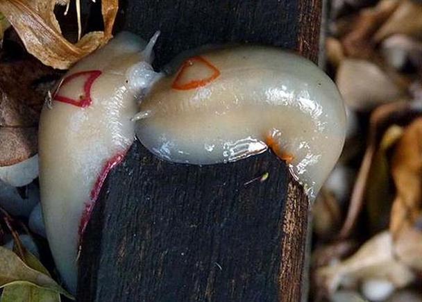 黏糊糊的虫子图标