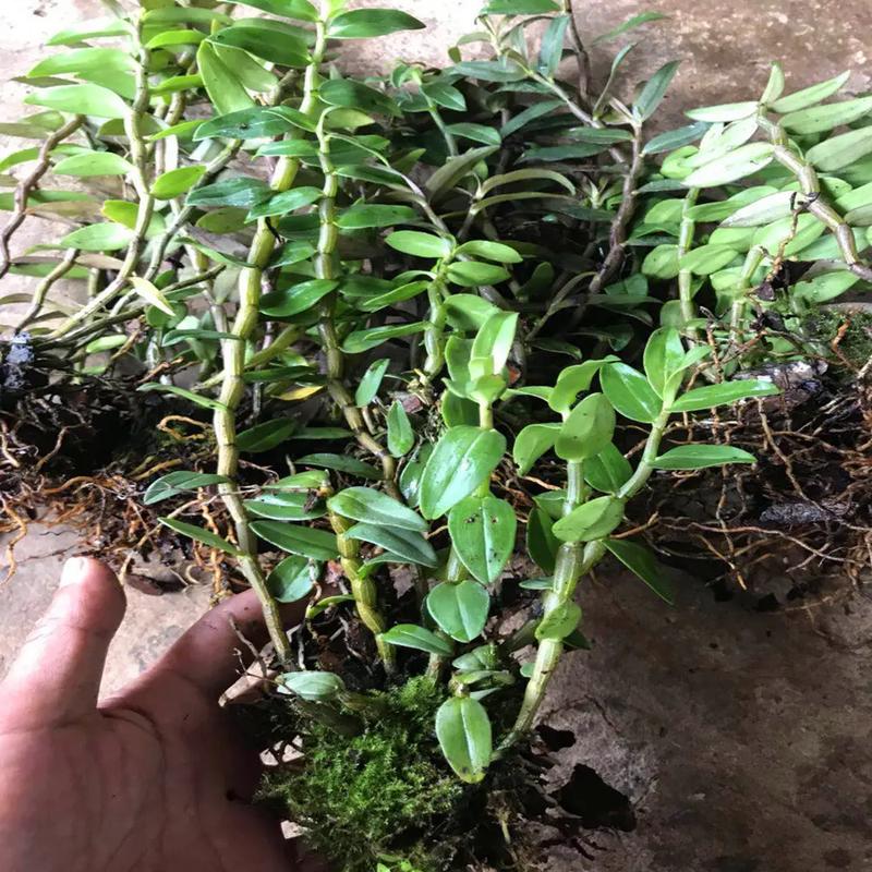 鸦风废墟灵根草