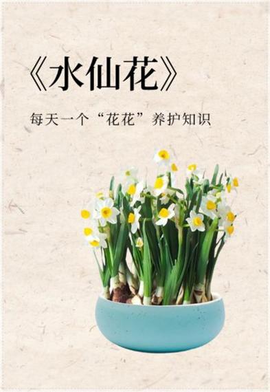小仙女花花脚本截图