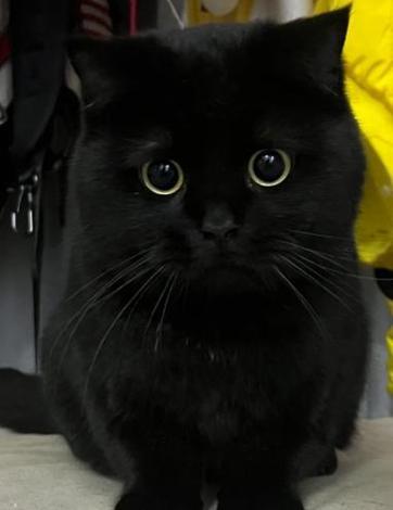 十大最漂亮黑猫品种图标