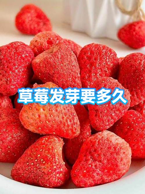 蜜乐草莓是哪里的截图