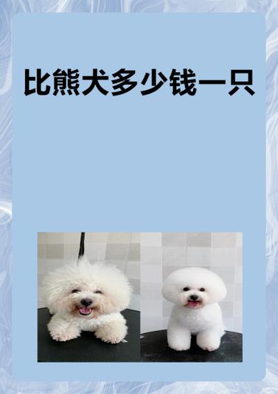 比熊多少钱一只正常价图标