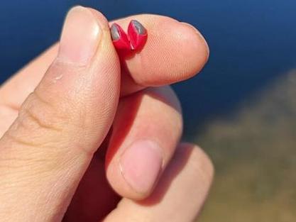 子线咬铅用几克的好