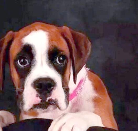 狗害怕主人的5个征兆截图