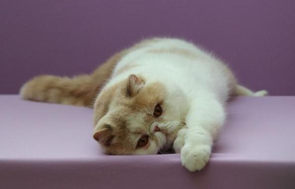猫咪吐白色泡沫图标