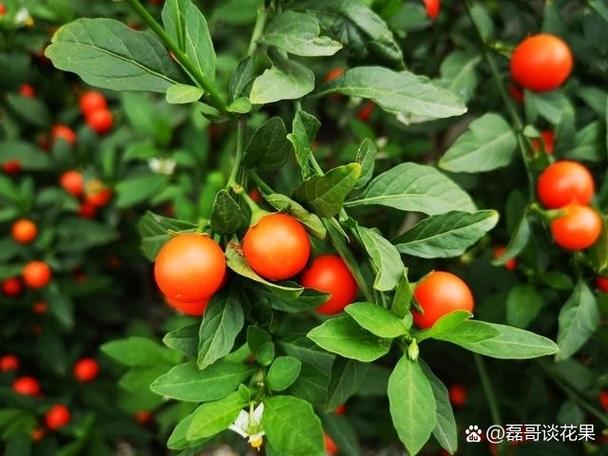 小q庄园种果子真的吗图标