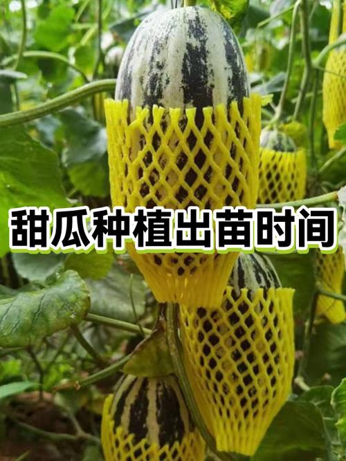 糖度26的脆皮甜瓜种子图标