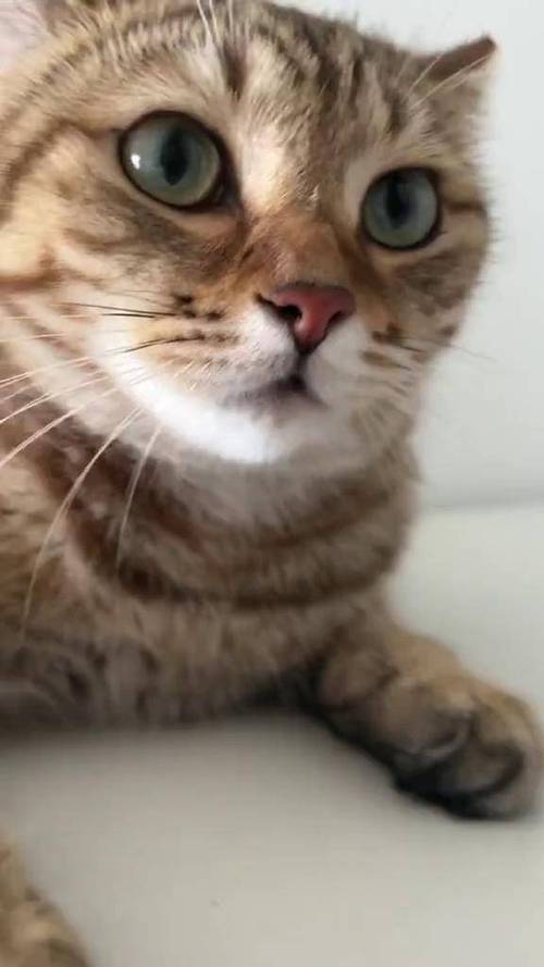 叫猫咪过来的猫叫声 mp3图标