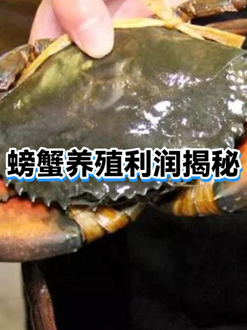 做螃蟹生意的利润图标