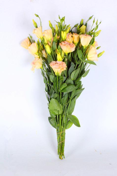 香槟色鲜花截图
