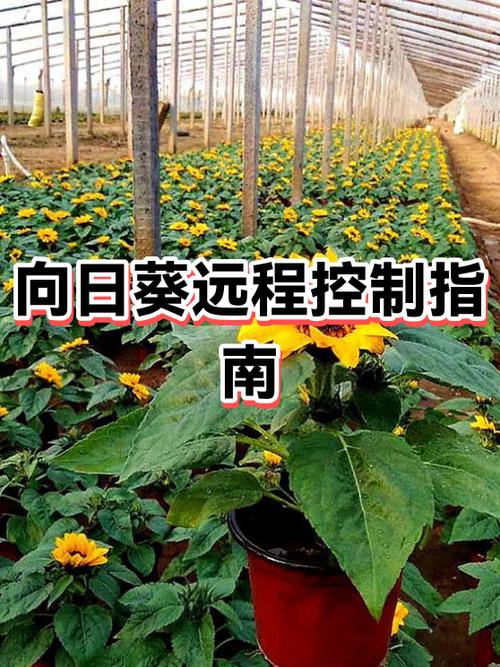 向日葵怎么结束控制图标
