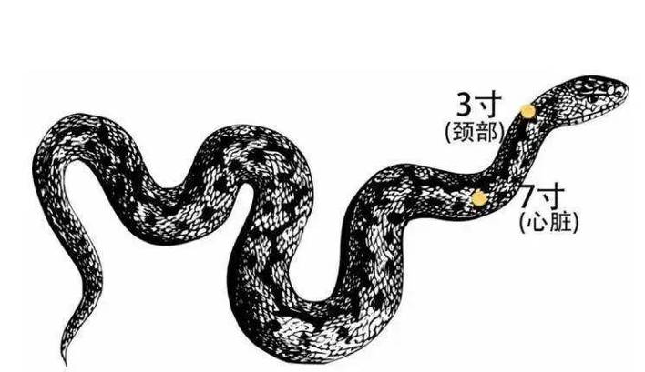 七寸毒蛇图片图标