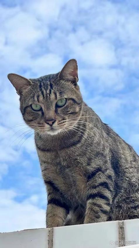 花猫画质大师5.0图标