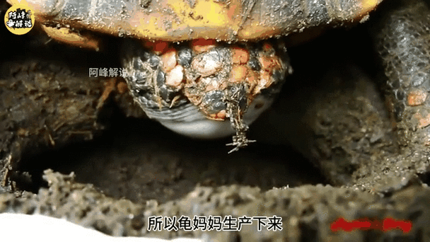 乌龟下蛋预示着什么截图
