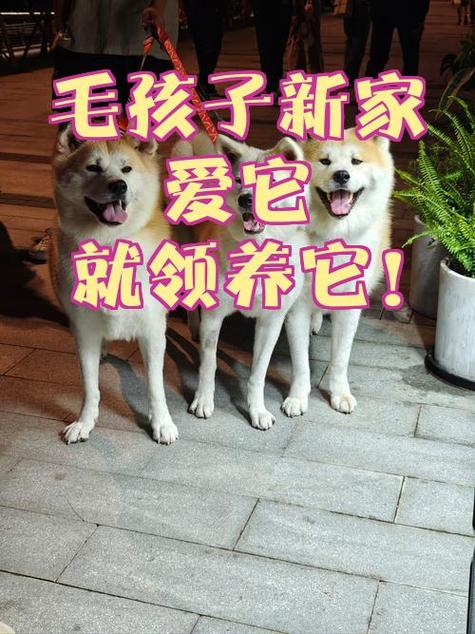 狗狗寄养多少钱一天图标