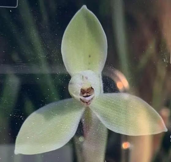 扫一扫识别兰花品种