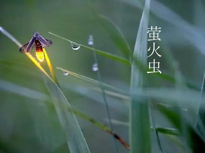 萤火虫除了带路还能干嘛截图