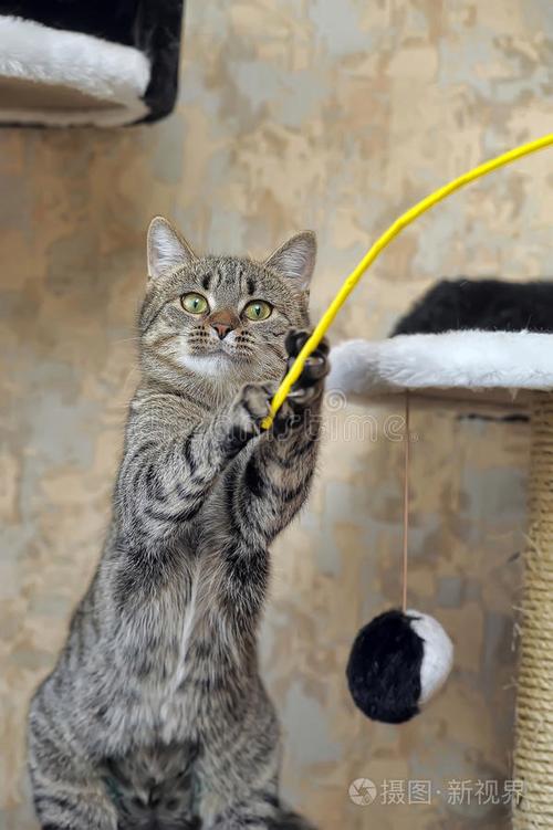 猫咪喜欢玩躲猫猫的游戏吗图标