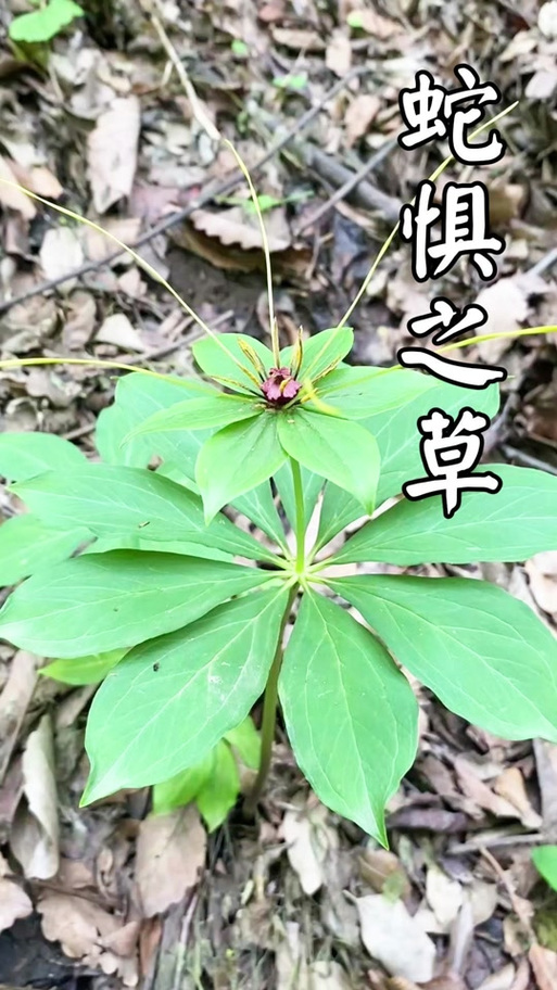 七叶治什么病最好图标