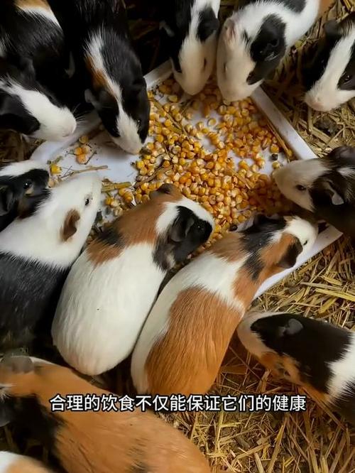 荷兰猪养殖前景如何图标