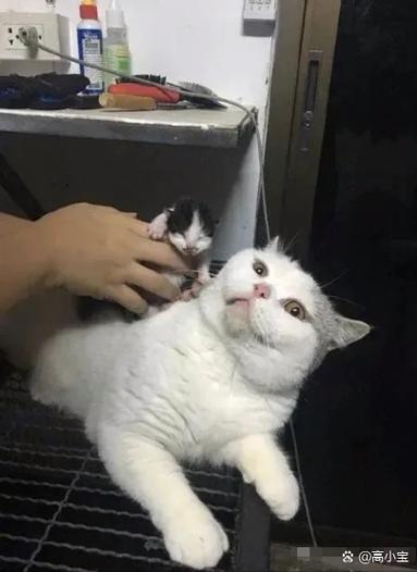 可以捡猫咪回家喂养吗图标
