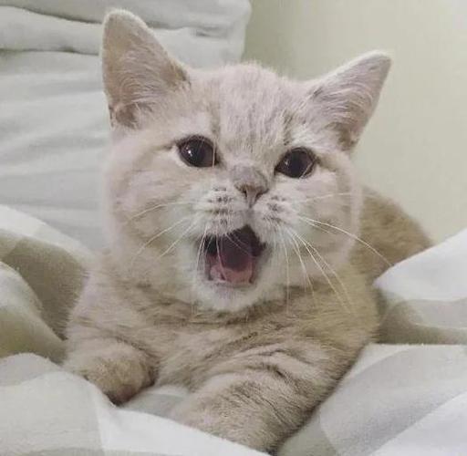猫为什么老是叫图标