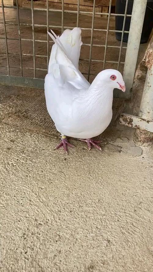 十大巨型鸽子