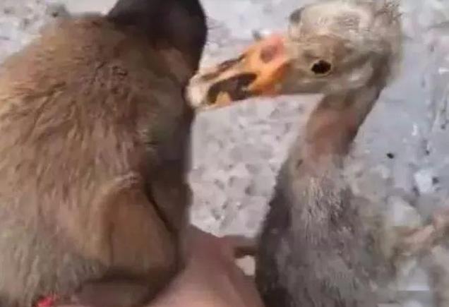 狗追鸭子截图
