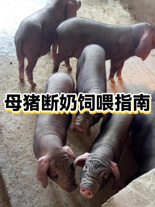 断奶是否要妈妈隔离图标