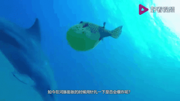 河豚变大的视频图标