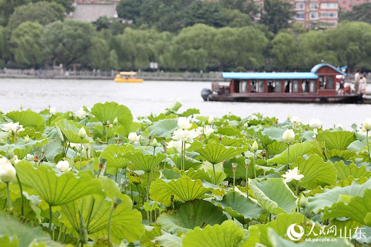 荷花风景视频图标