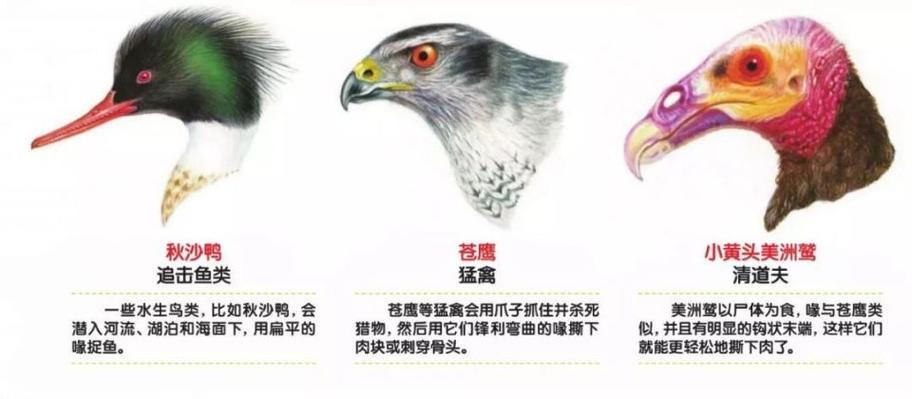 鸟类的喙形分类图标
