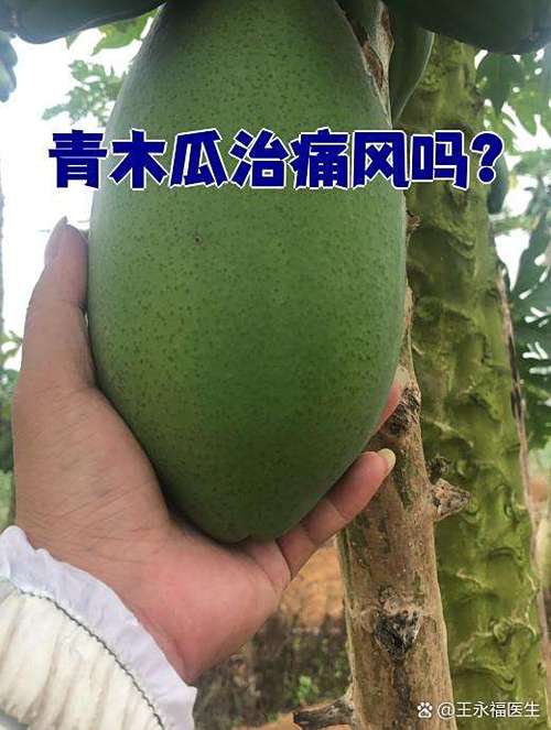 青木瓜图标