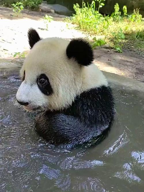 熊猫视频.图标